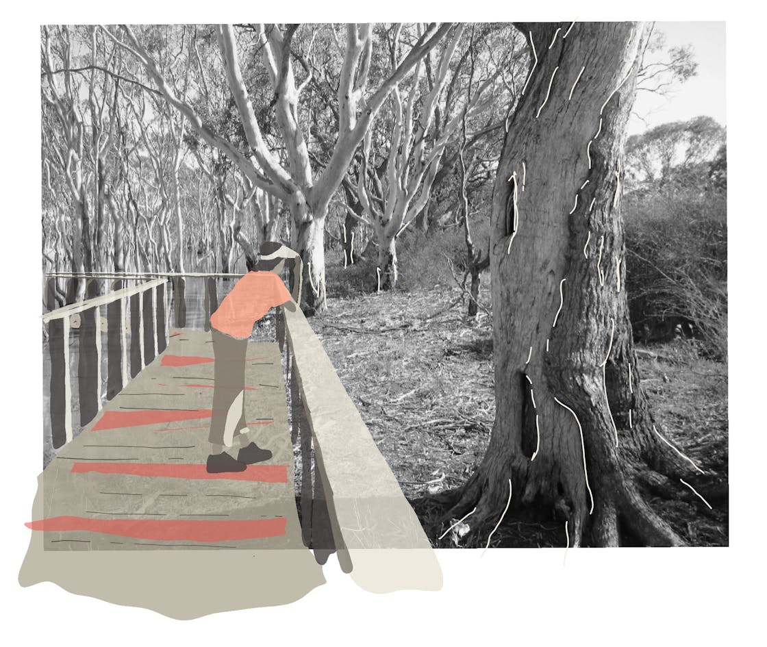 AILA Project spotlight: Lake Boort Scarred Trees… | ASPECT Studios