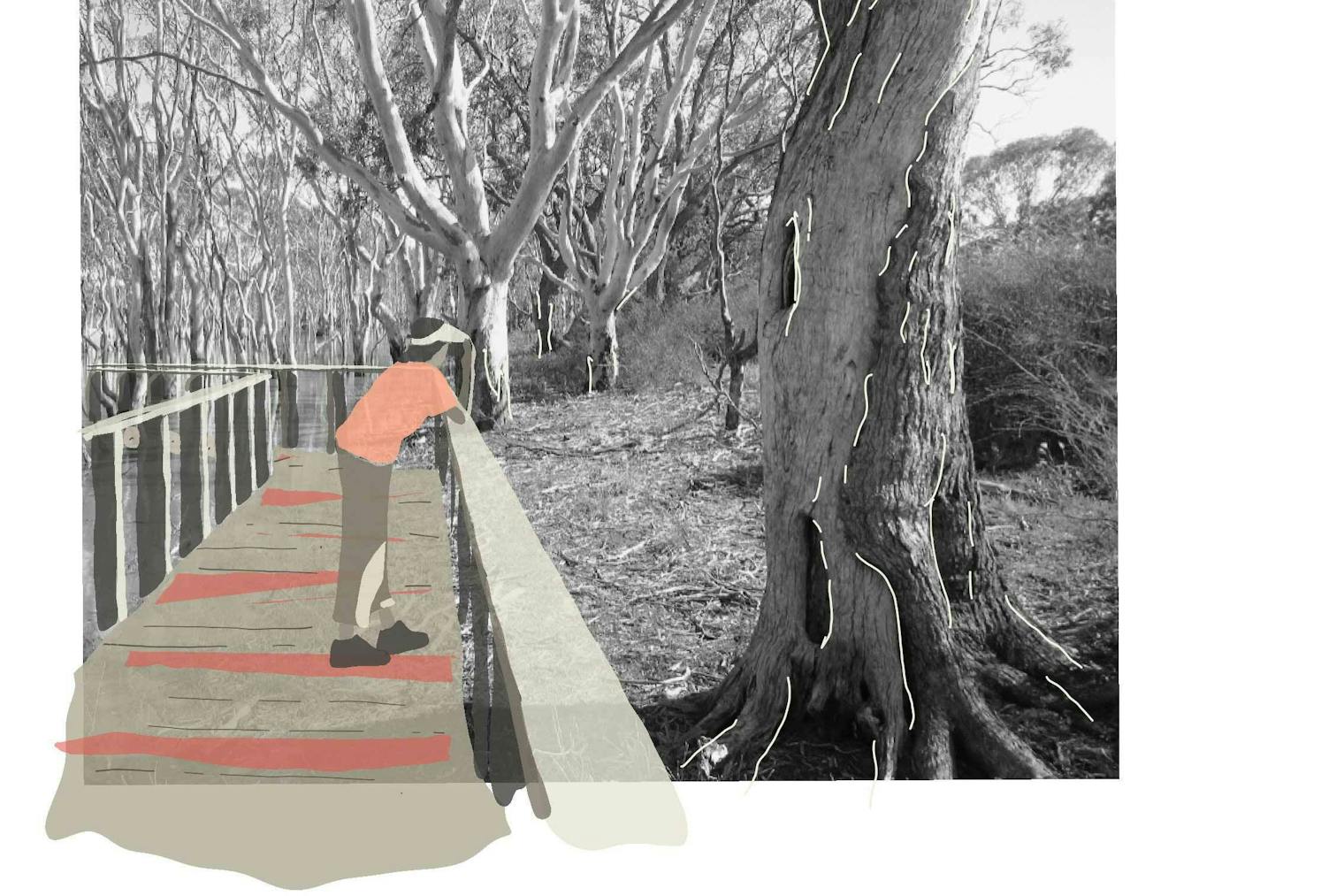 Lake Boort Scarred Tree Master Plan | ASPECT Studios