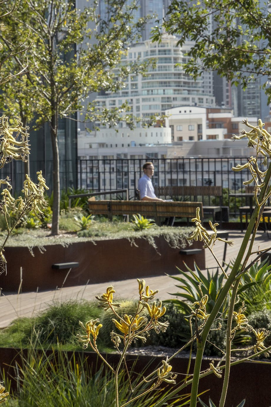 Commonwealth Bank Roof Terrace, Darling Square | ASPECT Studios